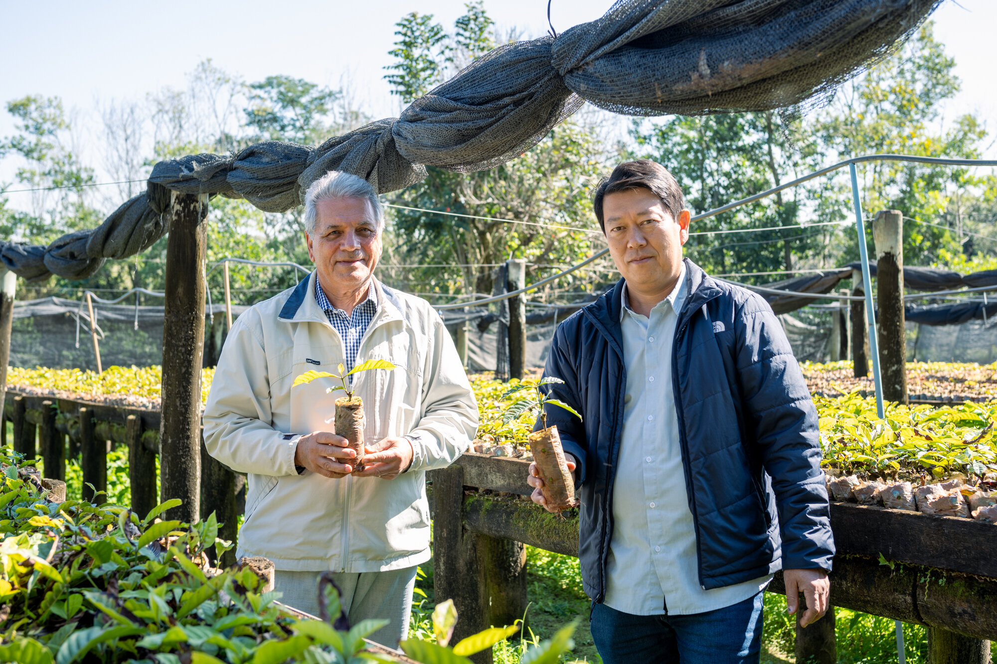 アラビカ種が主流だった生産国ブラジルが、 カネフォラ種に熱い視線を注ぐ理由 | 知る・楽しむ | 全日本コーヒー協会
